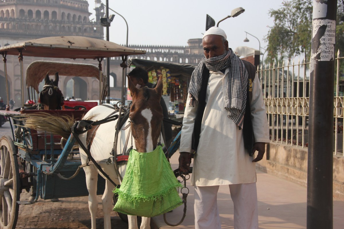 The taangawalas of Lucknow, a slice of Nawabi history, are on the brink ...